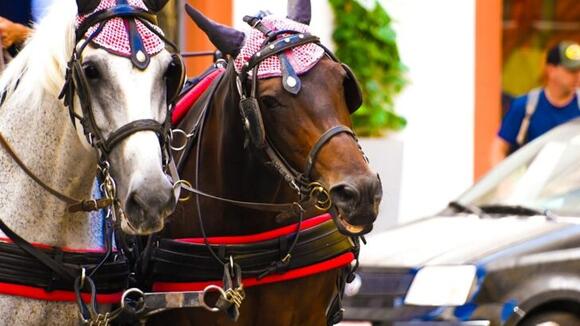 City Swaps Horse Carriages for Electric Alternatives, Sparking Animal ...