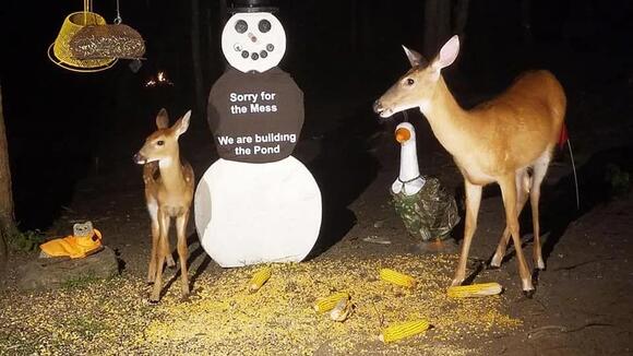 There’s an Unexpected Wildlife Showdown at Gaylord’s Snowman Cam ...