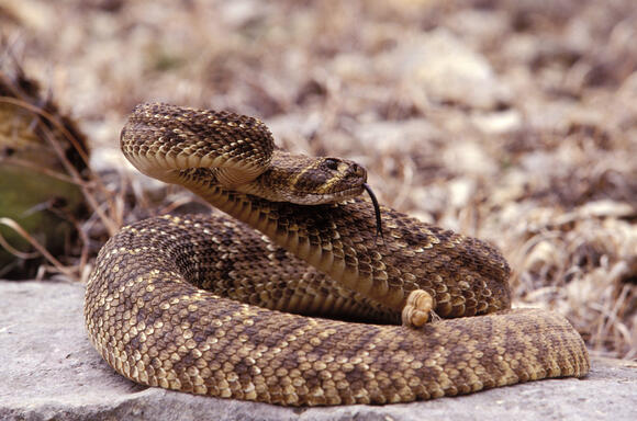 Exclusive: Viper Expert Weighs in on Yellowstone Season 4 Snake Scene ...