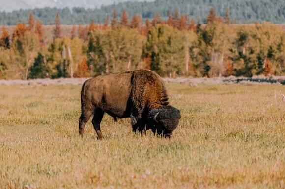 Why Bison Are Protected in U.S. National Parks - NewsBreak