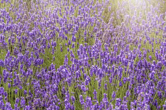 What Are the Different Types of Lavender? 5 of the Main Varieties That ...