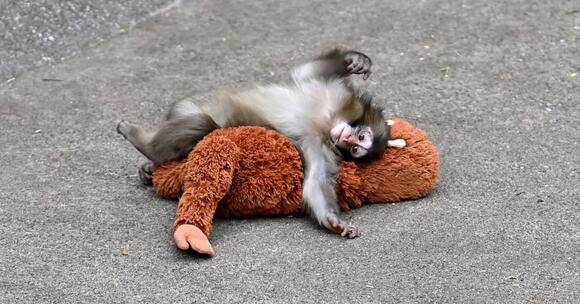 Why is Punch, The Viral Monkey, Being Bullied? A Strange Animal ...