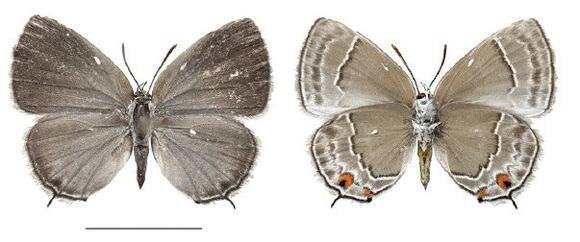 These 9 New Butterfly Species Were Hiding in Plain Sight - NewsBreak