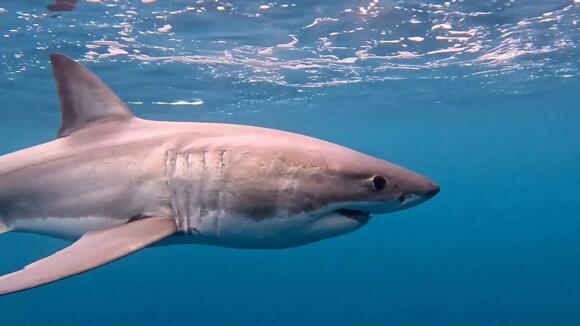 Shark Attack Survivor Reveals Split-Second Move He Used to Escape ...