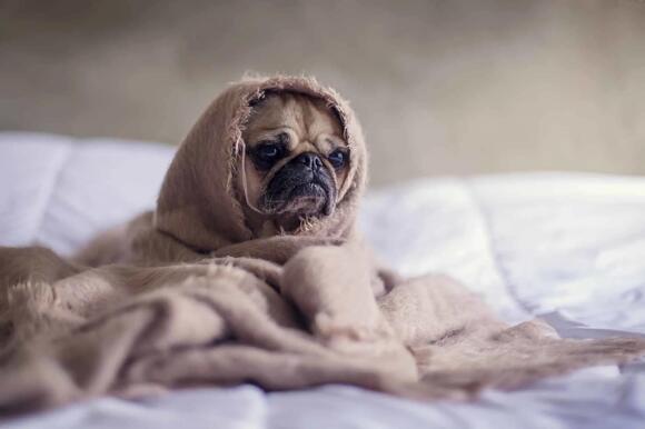 These 8 Dog Breeds Make the Best Emotional Support Animals - NewsBreak