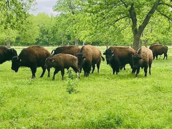 Owasso bison ranch fights to preserve a nearly extinct American icon ...