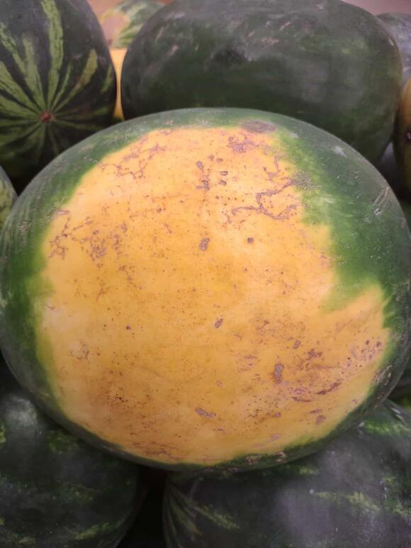 Things to Know Before You Put Watermelon in Your Grocery Cart - NewsBreak