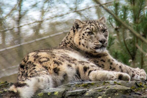 Ladakh Hosts 477 Snow Leopards, Among World’s Highest Big Cat Densities ...