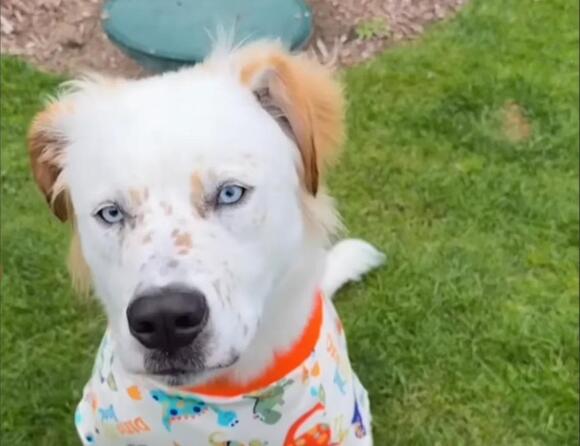 Reggie the Rescue Mutt: Dog’s Epic 15-Breed Mix Stealing Hearts Online ...