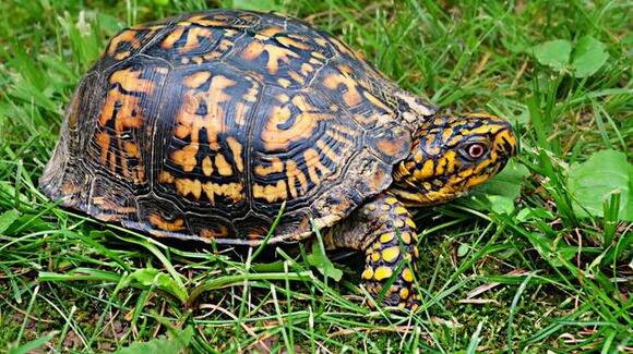Man Caught Smuggling Turtles Worth $1.4 Million Hidden In Socks - NewsBreak