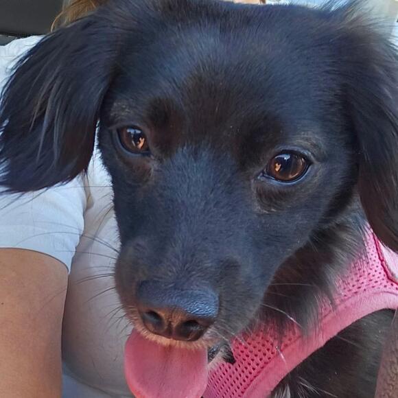 🐶 Playful Puppies & Sweet Adult Dogs Ready for Adoption in Sonoma ...
