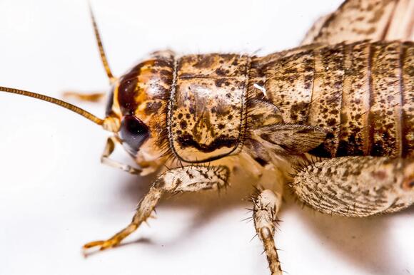 Uncover the Giant Weta the World’s Heaviest Insect - NewsBreak