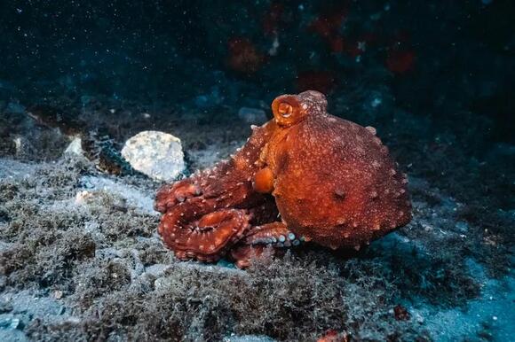 Which Zodiac Signs Are Naturally Drawn to Ocean Animals - NewsBreak