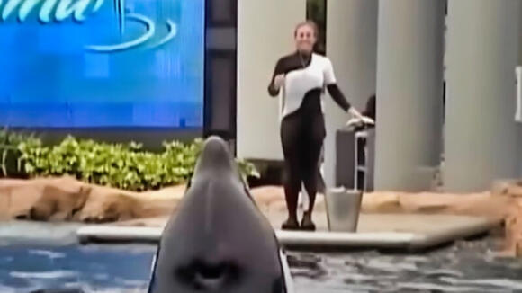 Eerie Video Captures SeaWorld Trainer’s Final Moments Alive Before She ...