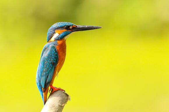 Scientists Discovered a New Color in Nature — And It’s Only Visible in ...