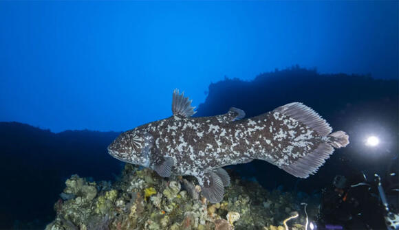 A Live Sulawesi Coelacanth Has Been Photographed for the First Time ...