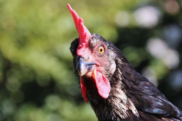 Texas hen breaks record as world’s oldest at 14 - NewsBreak