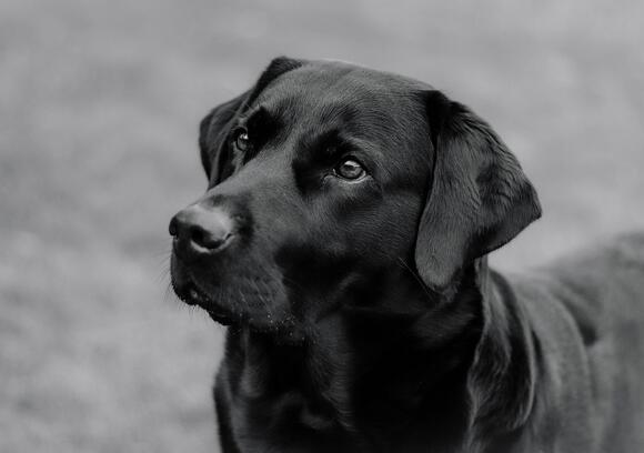 Dog Memory Unlocked: How Long and What Do Dogs Really Remember? - NewsBreak