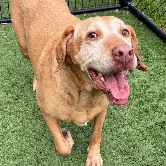 🐶 Playful, Gentle & Loyal Dogs Ready for Adoption in Matteson - NewsBreak