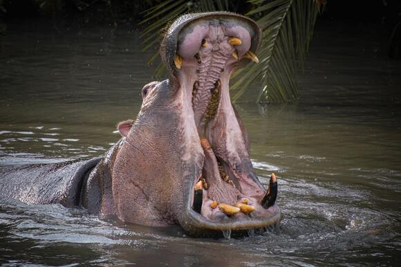 What Happens If You Shout at a Hippo? Rangers Explain Why It’s a ...