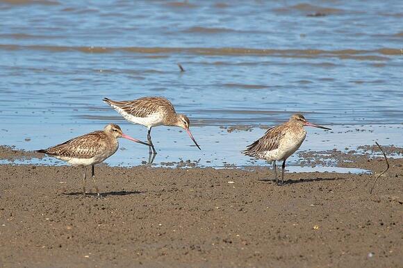 This Bird Migrates Over 7,000 Miles Without Stopping Once - NewsBreak
