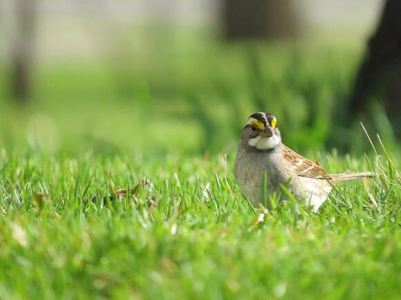 Billions of Birds Head North: Spring 2026 Migration Peaks with Urgent ...
