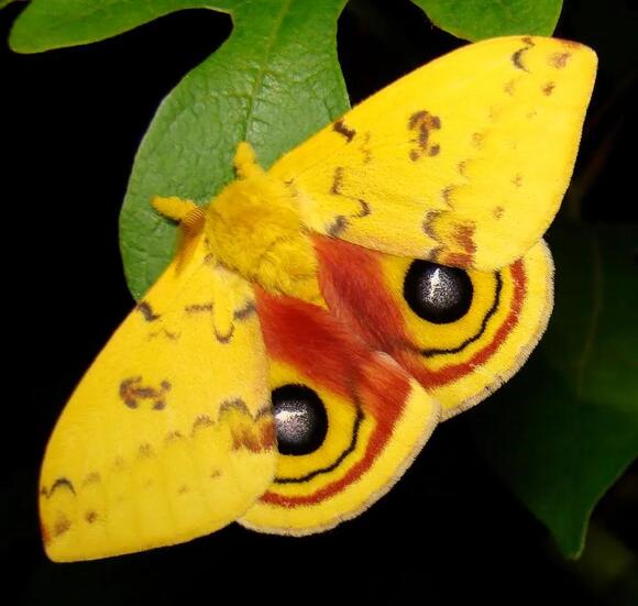20 Beautiful Moths You Can Find in Wisconsin (With Photos) - NewsBreak