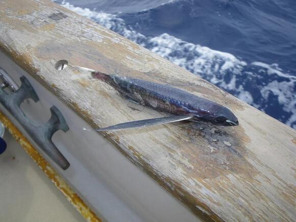 Flying Fish: How Some Species Glide Over 200 Meters to Escape Predators - NewsBreak