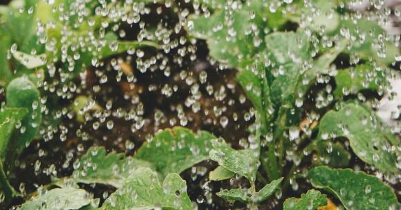 How To Fix And Prevent Tomato Root Rot - NewsBreak