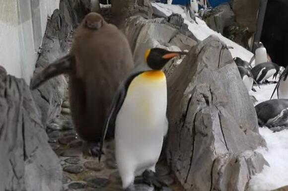 Pesto the chunky king penguin goes viral after growing taller than his ...
