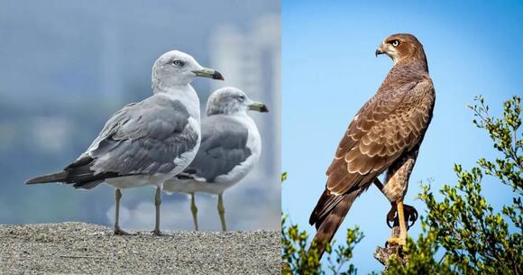 War Of The Birds: Jersey Shore City Will Continue Using Falcons To ...