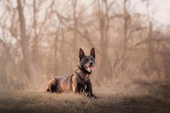 LCSO to Honor K9 Arlo with Procession and Memorial Service - NewsBreak