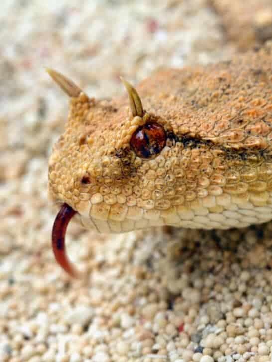 Beware of Venomous Snakes in These States - NewsBreak