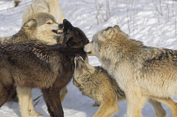 Why Wolves Are Critical to Healthy Ecosystems - NewsBreak