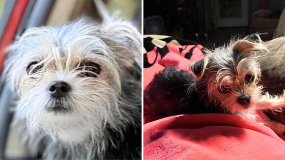 Meet The Tiny 10-Pound Yorkie Now Searching For Love After Overcoming ...