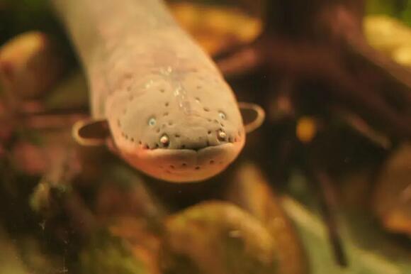 These 12 Animals Can See Sounds and Hear Colors - NewsBreak