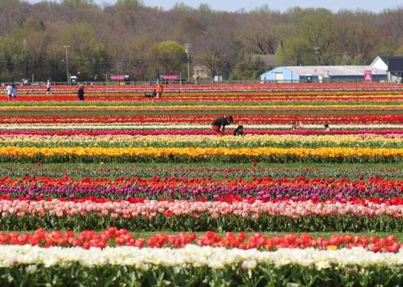 Get your tickets NOW: Holland Ridge Farms tulip season starts this week ...