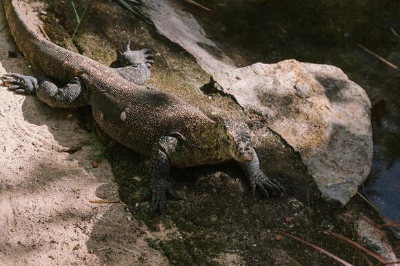 How Komodo Dragons Hunt and Kill Their Prey - NewsBreak