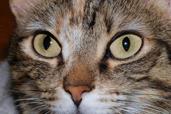 The Silent Language of Your Cat’s Eyes Holds Many Hidden Messages ...