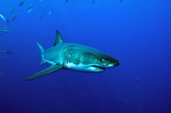 Was This The Largest Great White Shark Ever Seen in U.S. Waters ...