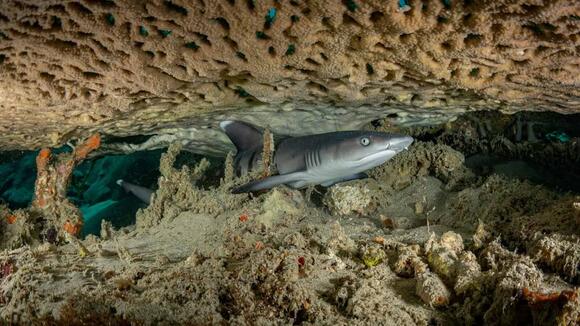 The Role Sharks Play in Keeping Coral Reefs Healthy - NewsBreak