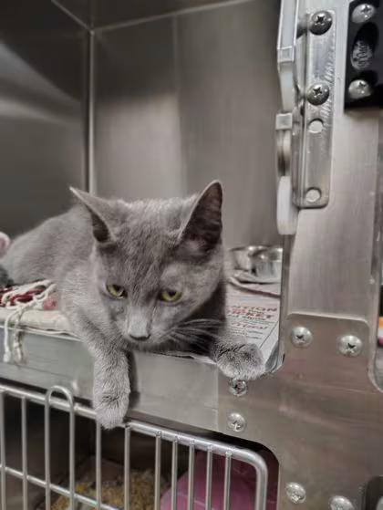 🐱 Playful Kittens and Young Cats Ready for Adoption in Florence - NewsBreak