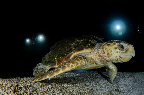 Turtles as World-Bearers in Indigenous Beliefs - NewsBreak