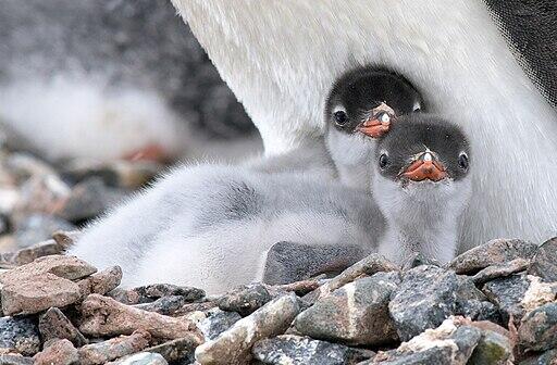 8 Adorable Baby Animals and Fascinating Facts About Their Births ...