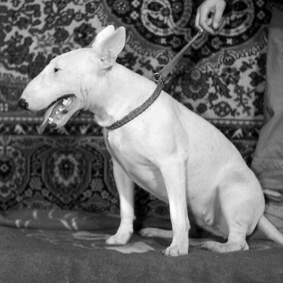 8 Bull Terrier Antics That Match a Bold, Fun Personality - NewsBreak