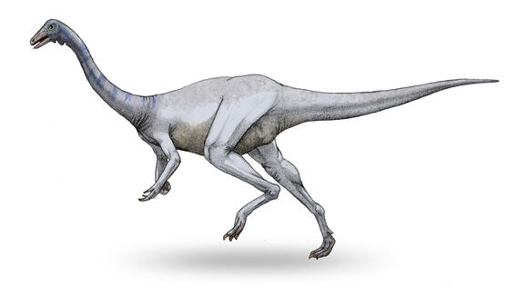 Was Megalosaurus the First Dinosaur? Rewriting the Discovery Timeline ...
