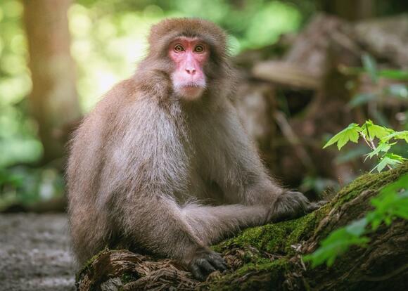 Snow monkeys use a surprising strategy to stay cool - NewsBreak