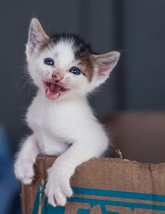 Everything You Need to Know About Your Cat’s Vocalizations - NewsBreak