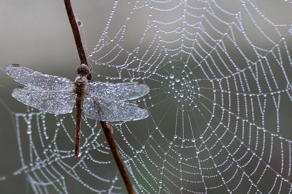 The Fastest Insect Meet the Dragonfly - NewsBreak