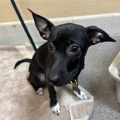 🐶 Playful Puppies and Young Dogs Ready for Adoption in Honolulu - NewsBreak